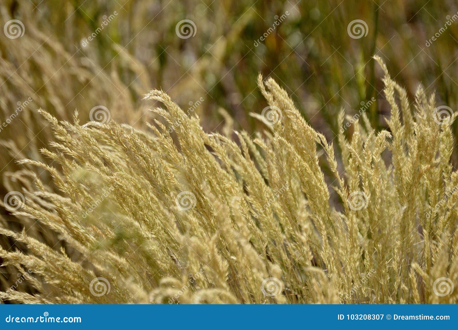 Summer fields in Aspen stock image. Image of nature - 103208307
