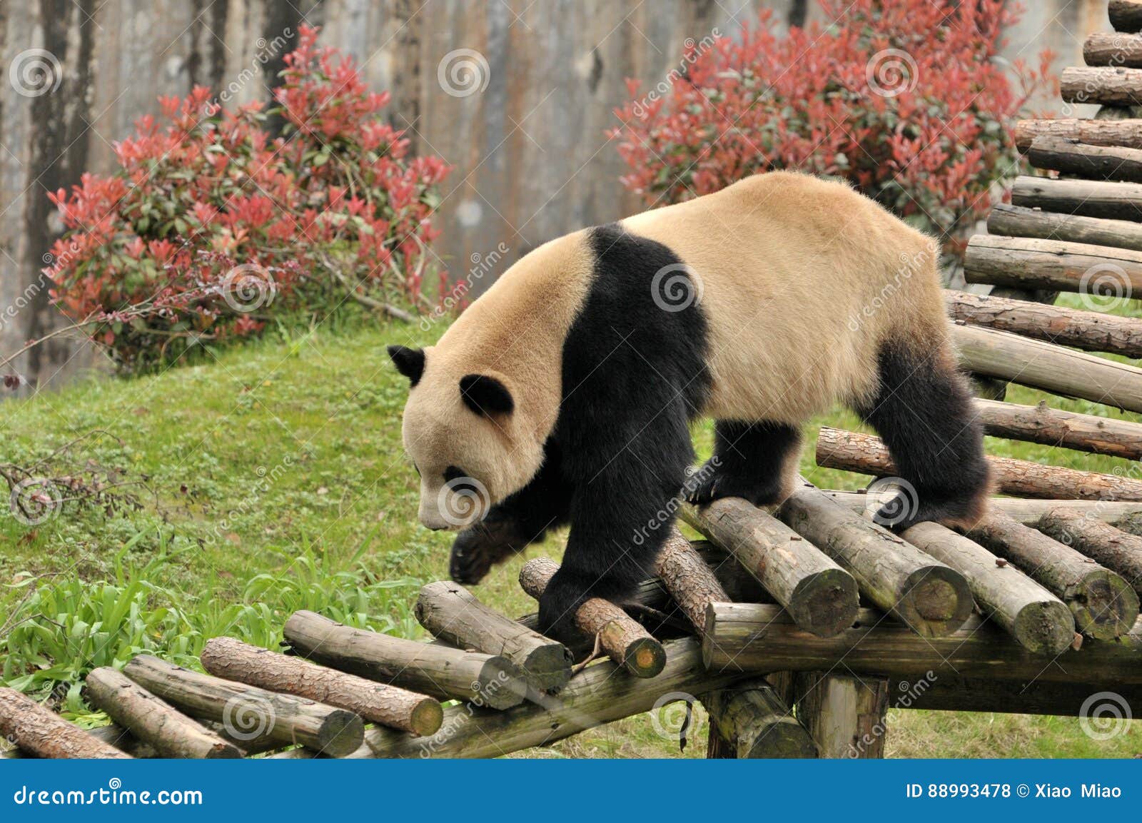 Walking panda stock photo. Image of animal, cute, pands - 88993478