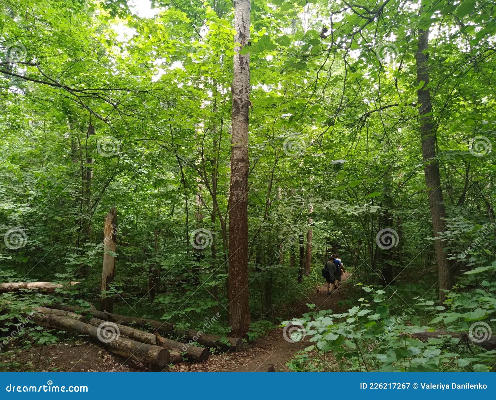 Walking Pass Surrounded by the Trees Stock Image - Image of nature ...