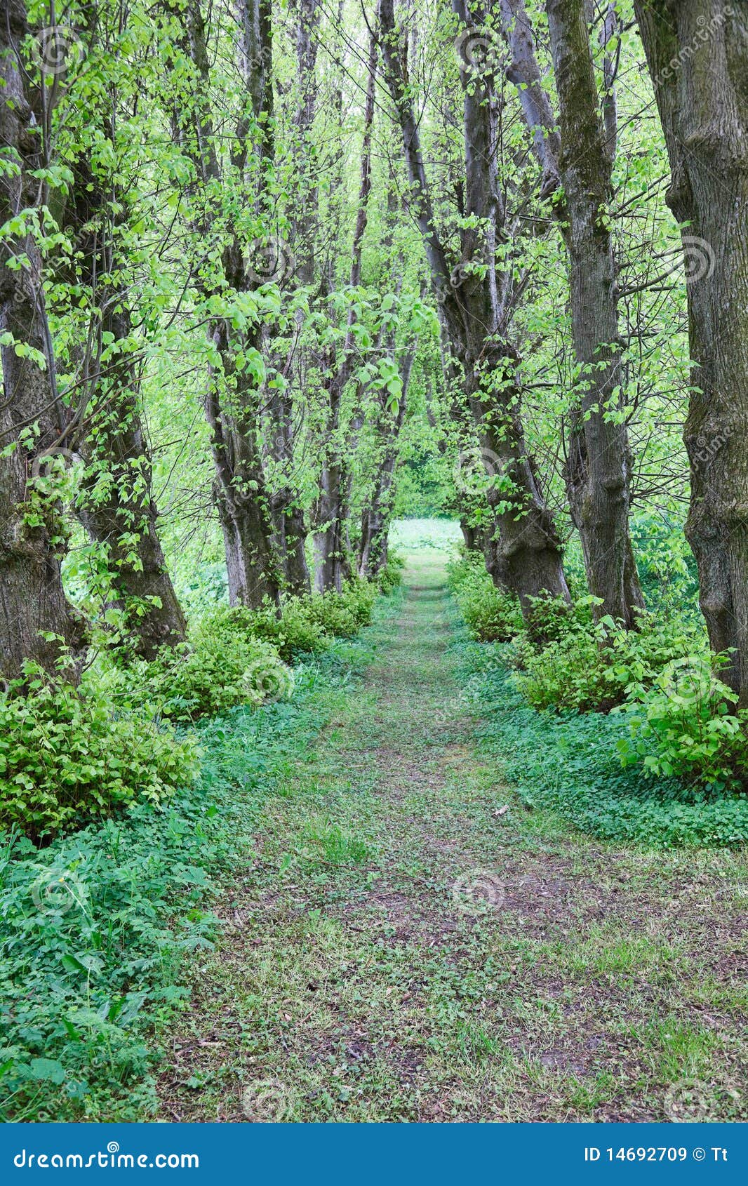 Walking path stock image. Image of path, branch, pathway - 14692709
