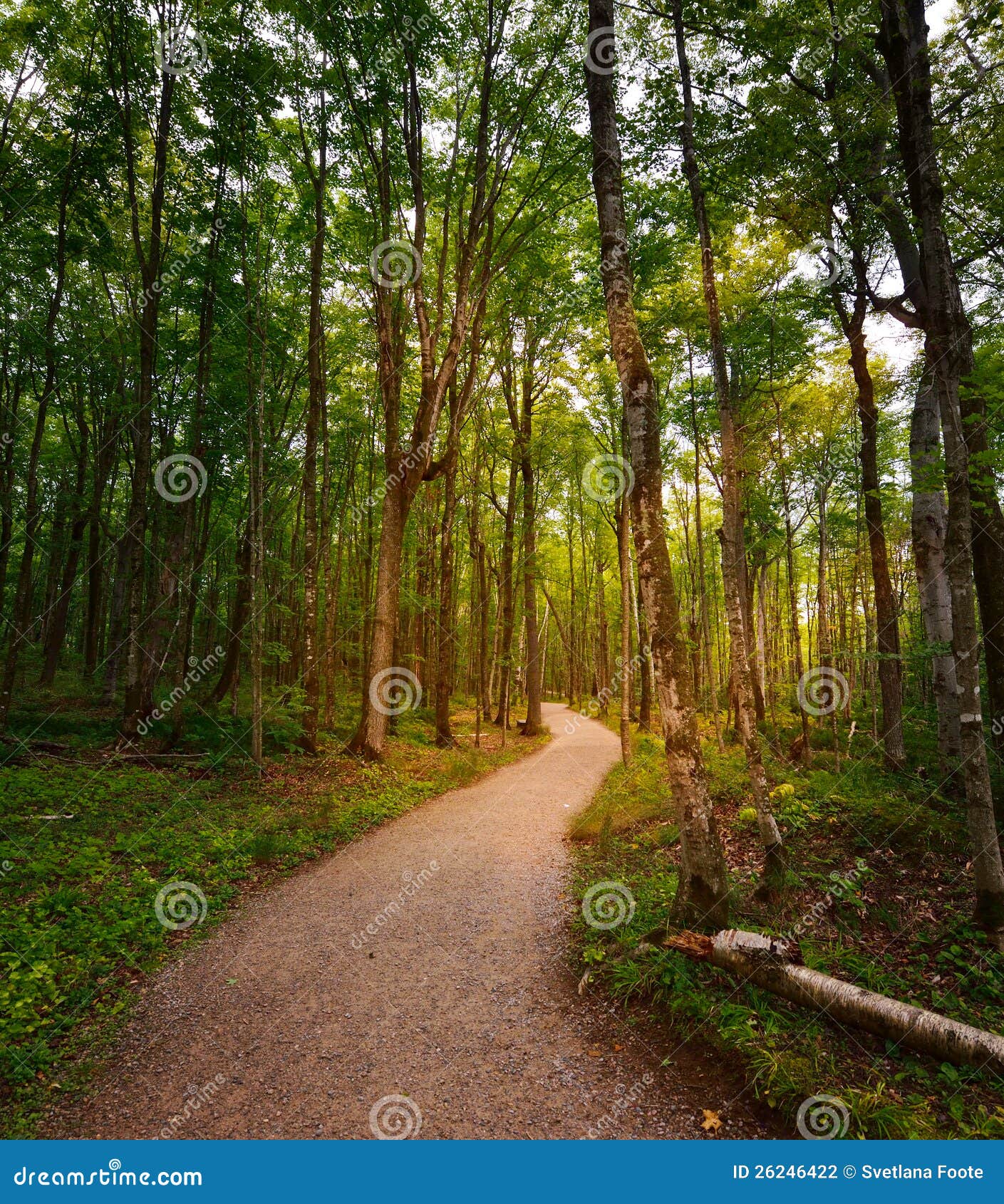Walking Path stock photo. Image of walking, path, road - 26246422
