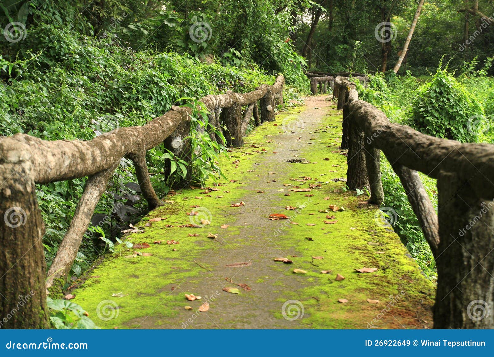 Walking path stock image. Image of nature, adventure - 26922649