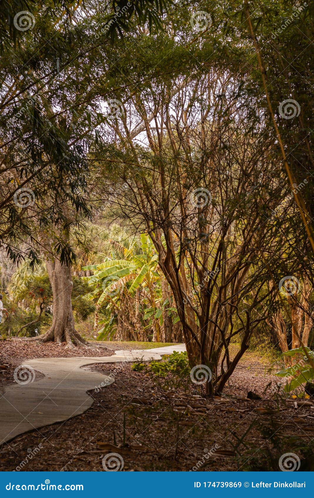 Walking Path Around Tree Park Stock Image - Image of green, lush: 174739869