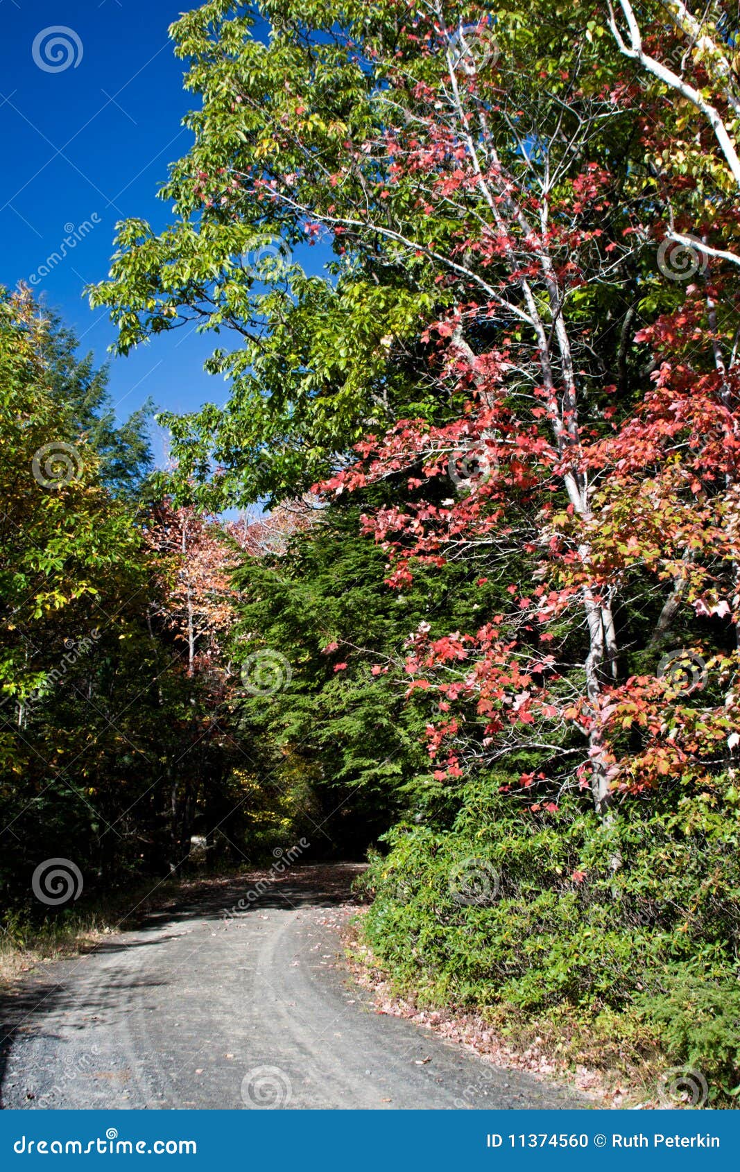 Walking Path in Autumn Colors Stock Photo - Image of colors, hudson ...