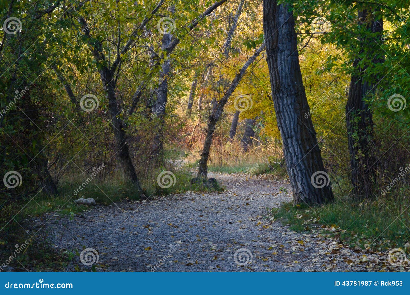 Walking Path through the Autumn Forest Stock Image - Image of hidden ...