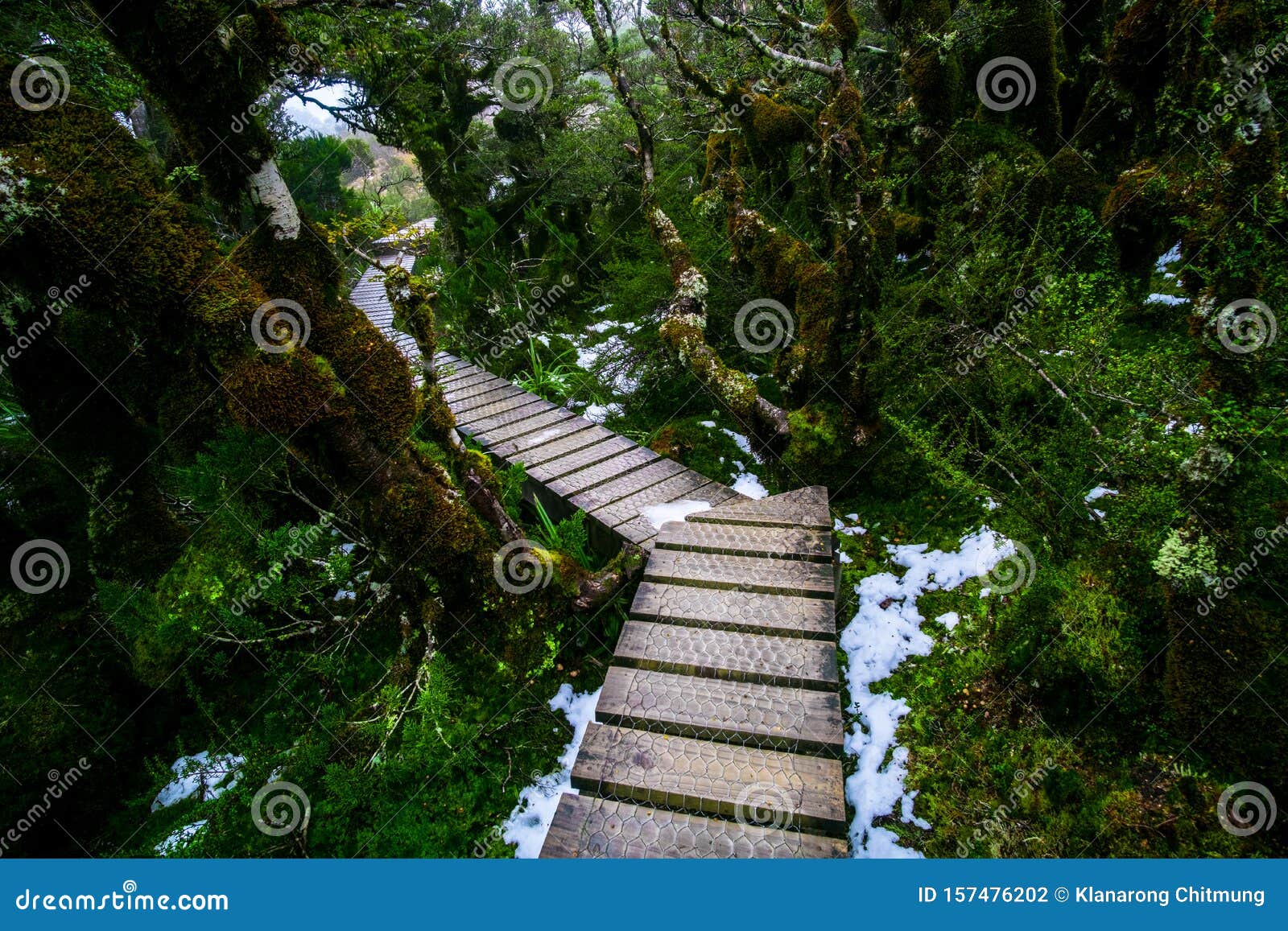 Walking Path in a Beautiful Green Nature with the Trees Covered with ...