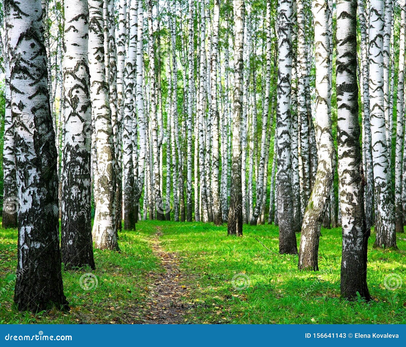 Walking Path in a Birch Autumn Forest Stock Image - Image of landscape ...