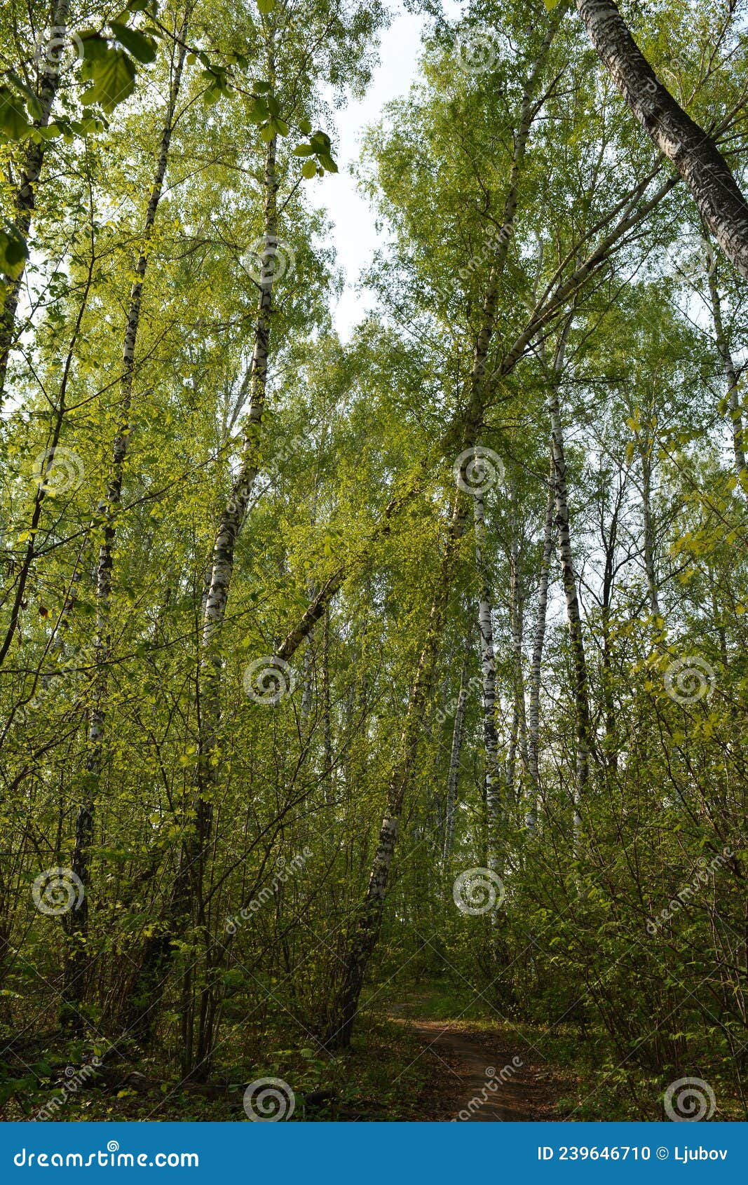 Walking Path through Birch Forest in Spring Day. Beautiful Landscape ...