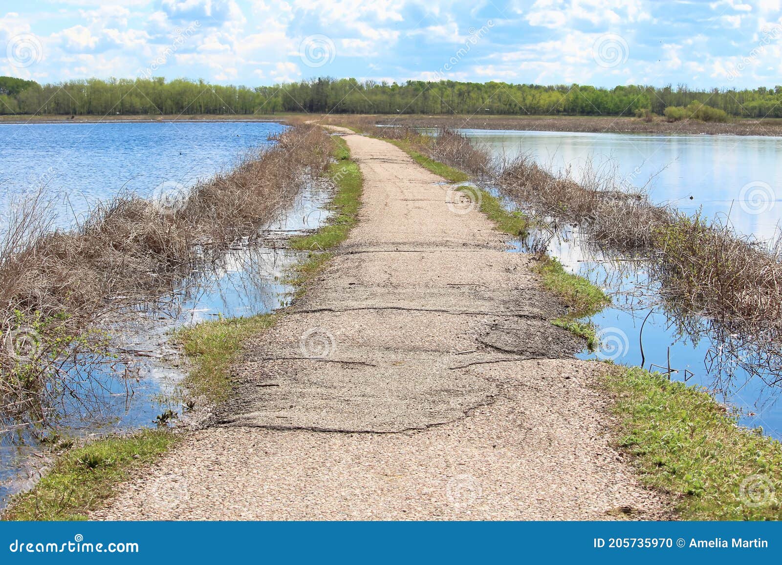 A Walking Path through a Bird Wetland Stock Photo - Image of concept ...