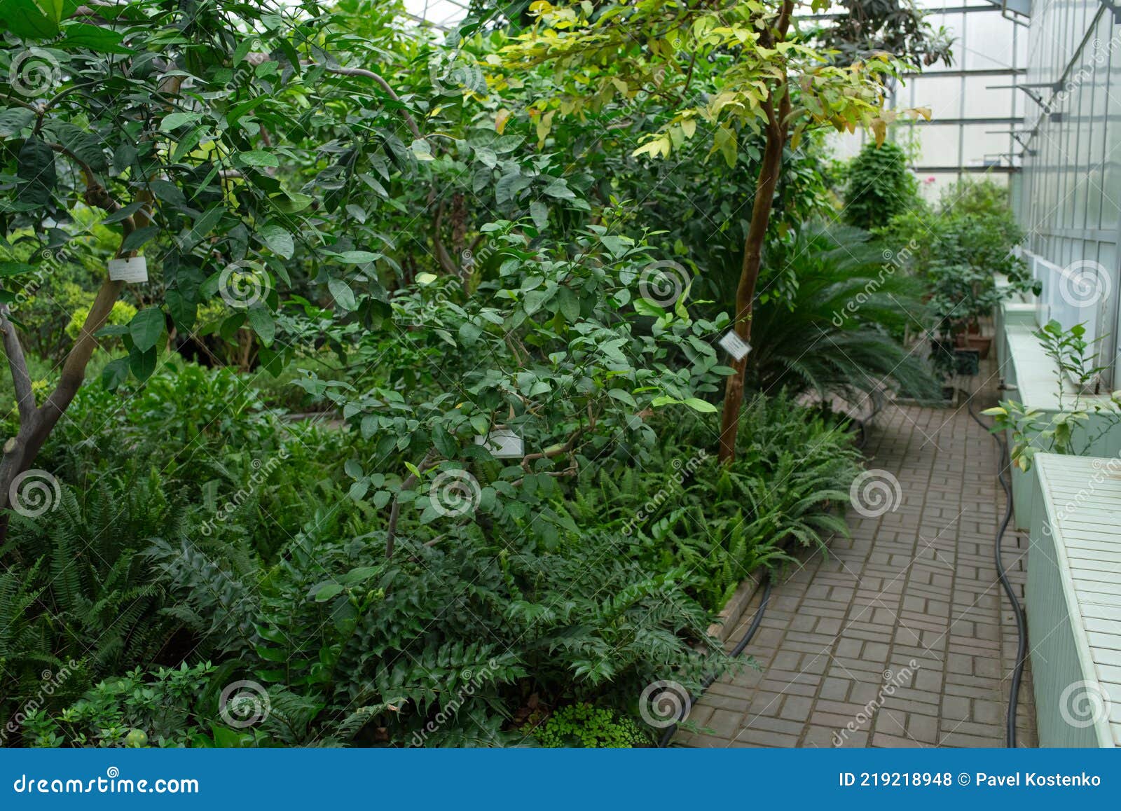 Walking Path in the Botanical Garden among Plants. Stock Photo - Image ...