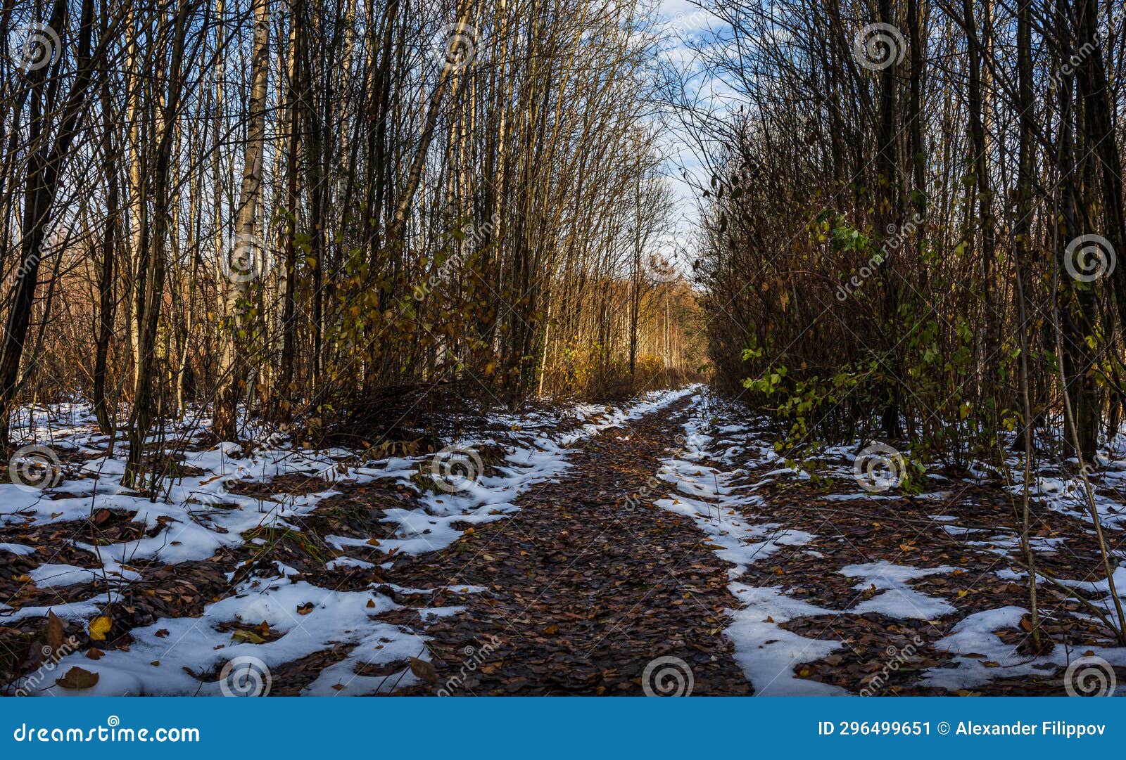 A Walking Path Covered with Fallen Leaves in a Damp Snow-covered ...