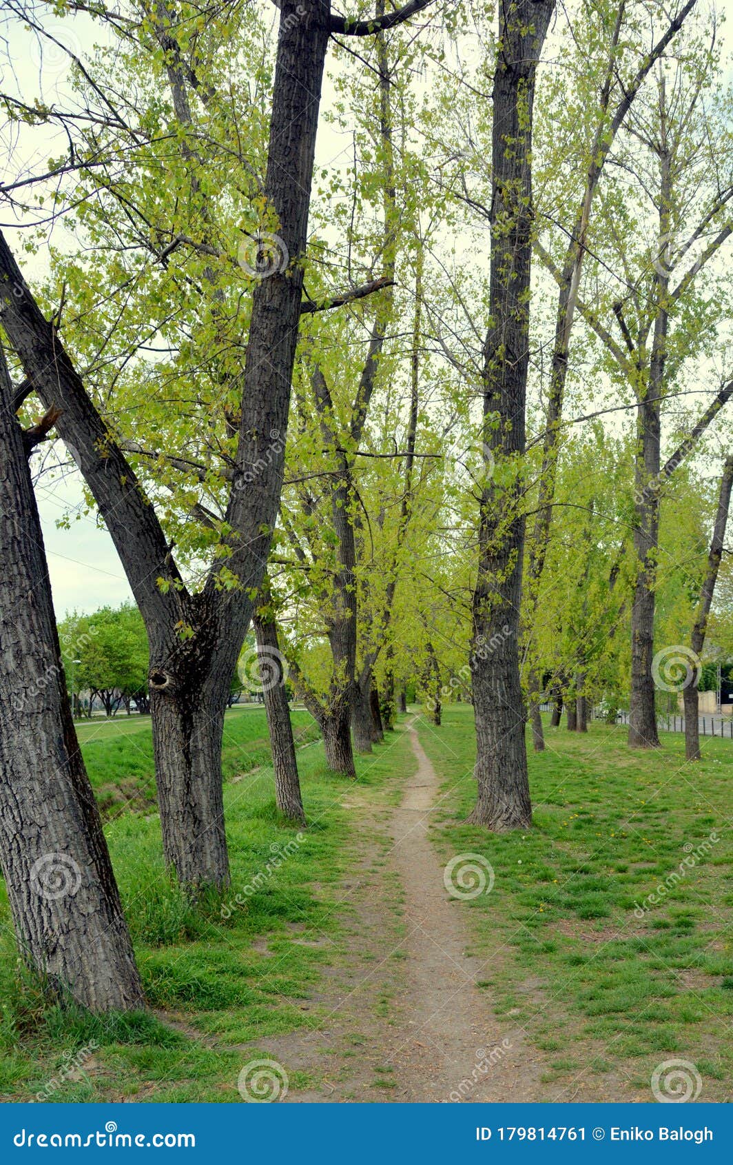 Walking Path at Creek at Spring with Trees Stock Image - Image of ...