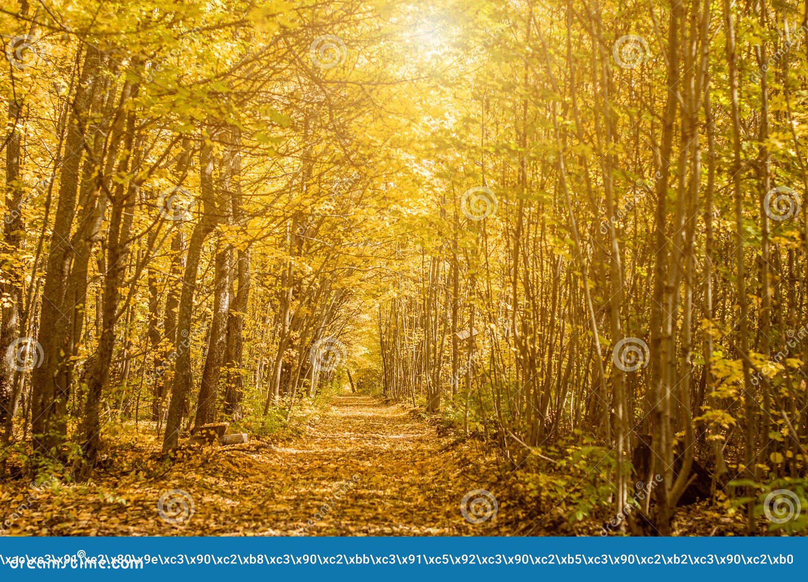 Walking Path in the Deep Forest Surronded by Dense Trees in the Autumn ...