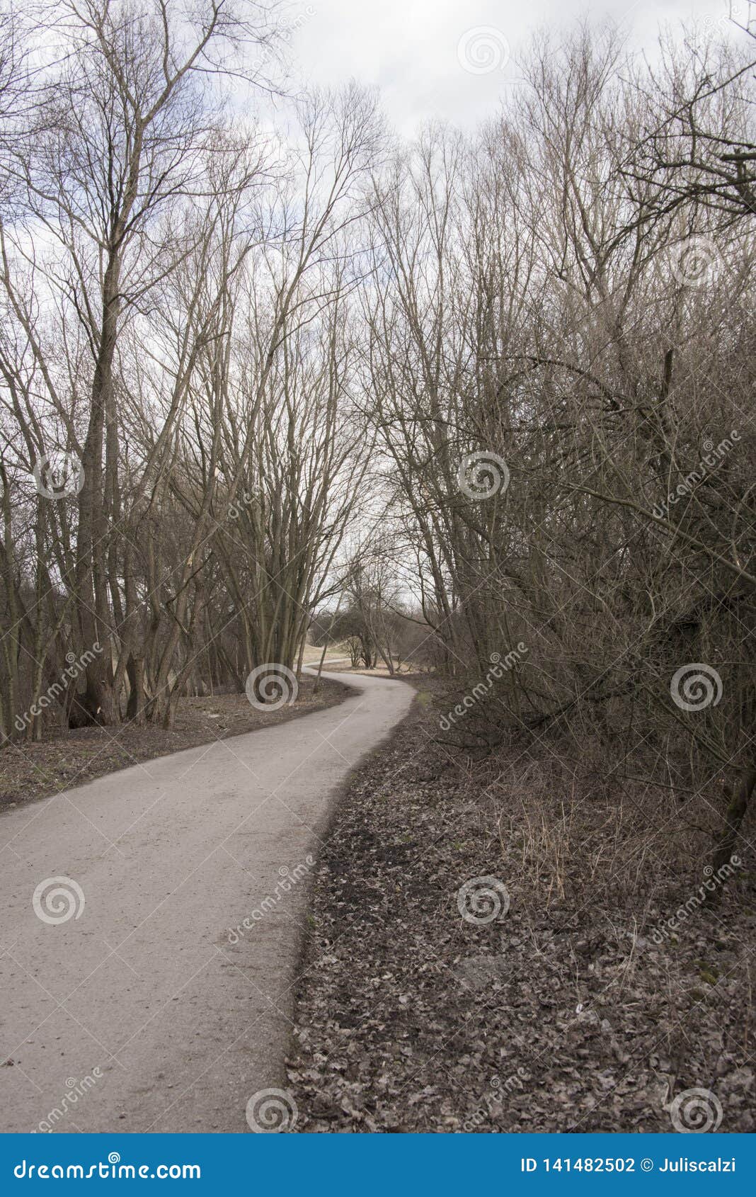 Path through bare trees stock photo. Image of bare, footpath - 141482502