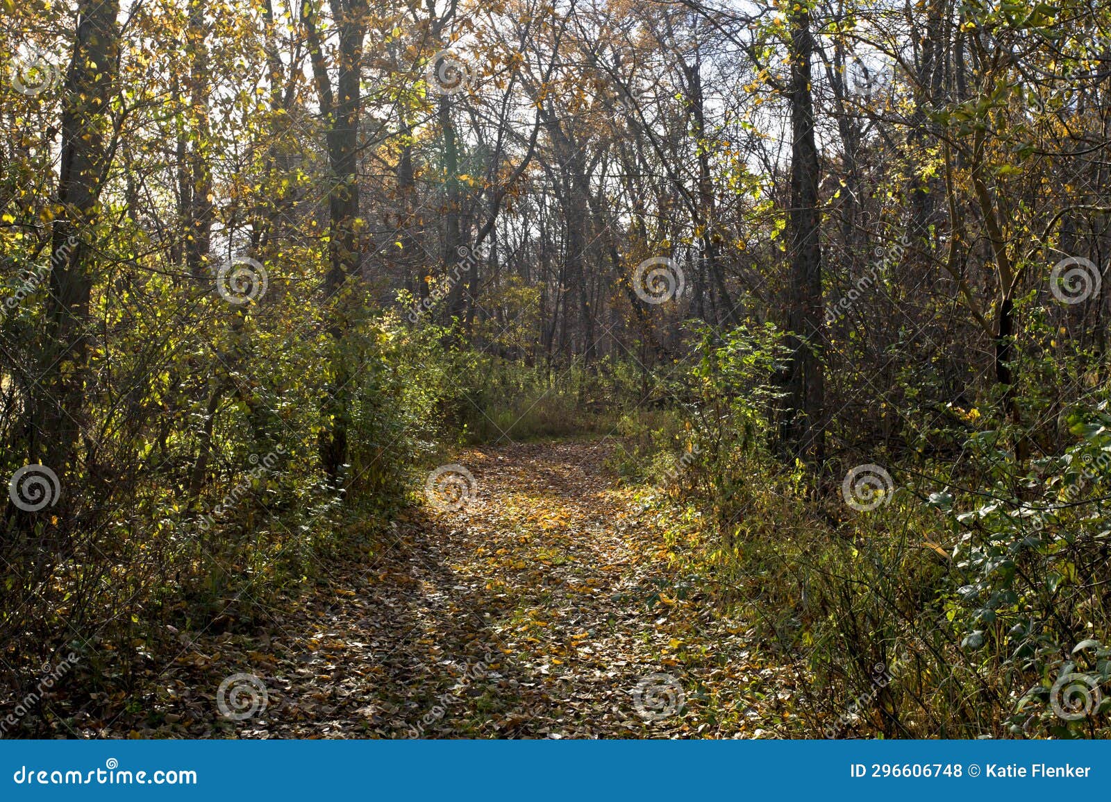 Walking Path in the Forest in Fall Stock Photo - Image of leaf, morning ...