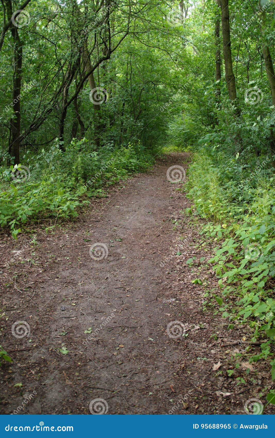 Walking path in forest stock image. Image of green, park - 95688965
