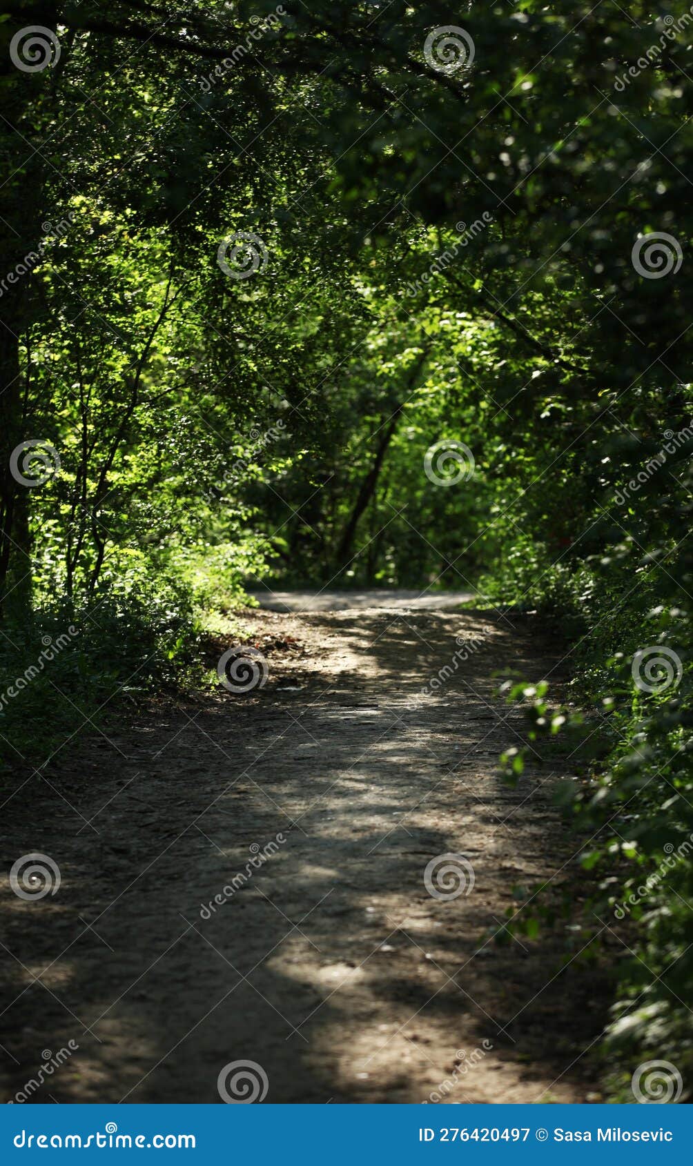 A Walking Path through the Forest, Landscape Stock Image - Image of ...