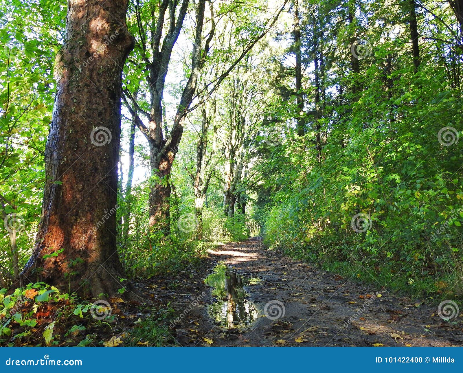 Walking Path in Forest, Lithuania Stock Photo - Image of forest, place ...