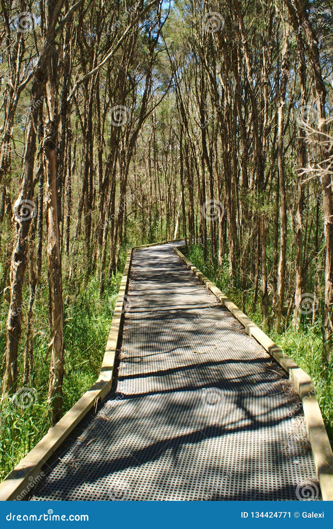 Walking Path in Forest Surrounded with Tall Trees Stock Image - Image ...
