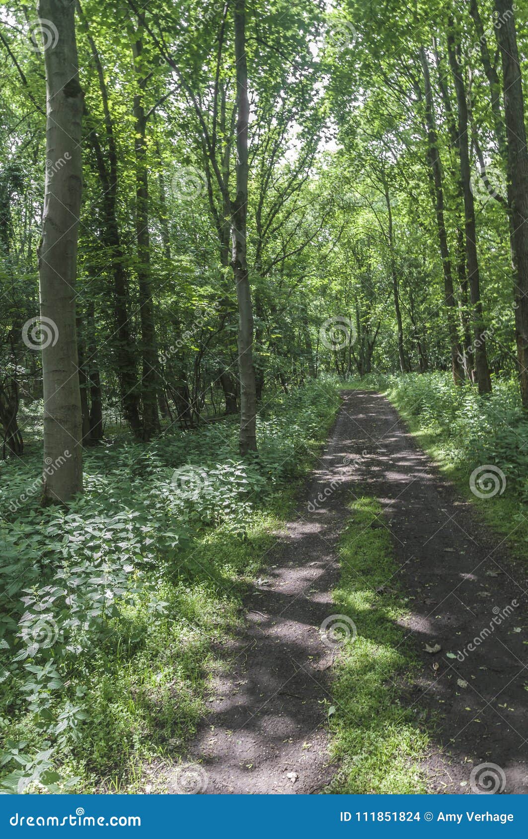 Walking Path in the Forest Surrounded by Trees Stock Photo - Image of ...