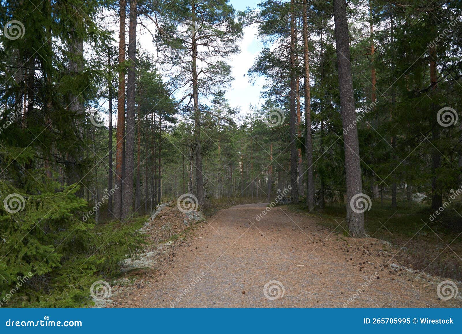 Walking Path in a Forest with Tall Pine Trees Stock Image - Image of ...