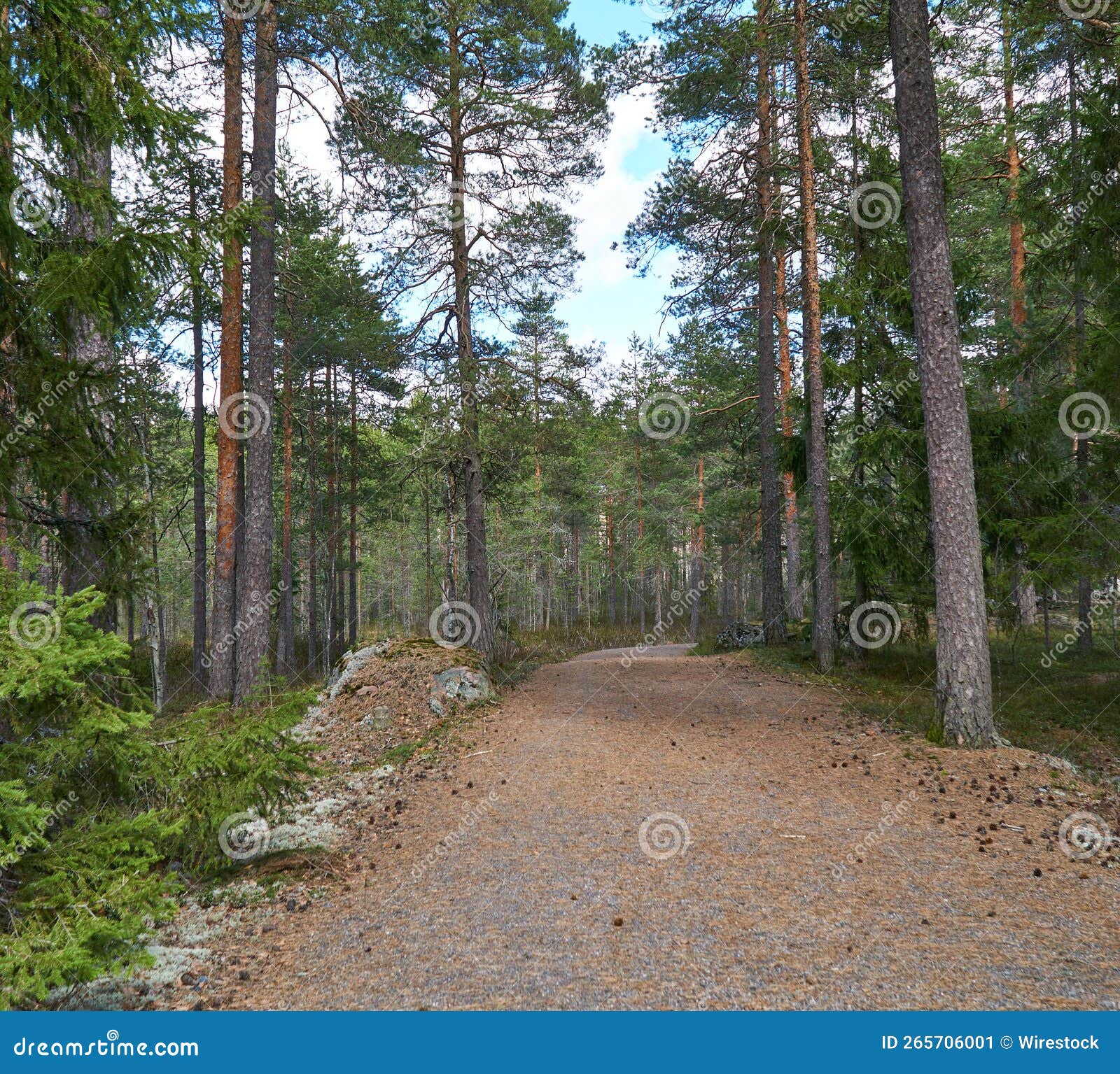 Walking Path in a Forest with Tall Pine Trees Stock Image - Image of ...