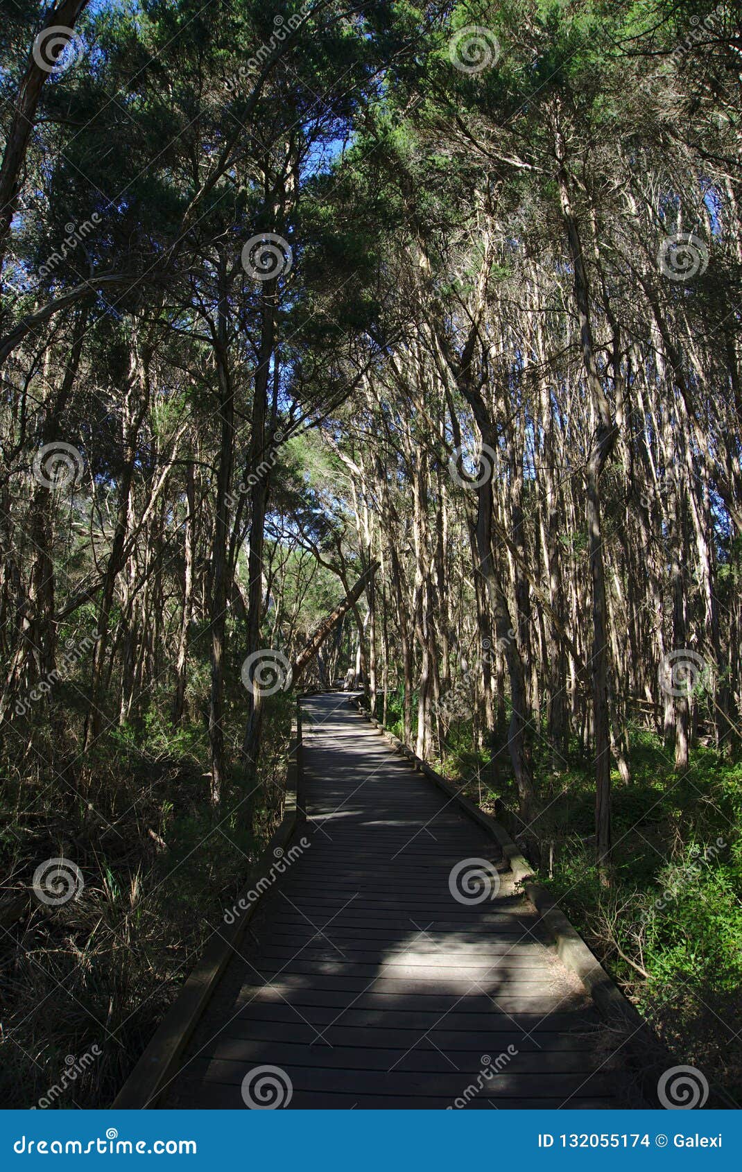 Walking path in forest stock photo. Image of path, dark - 132055174