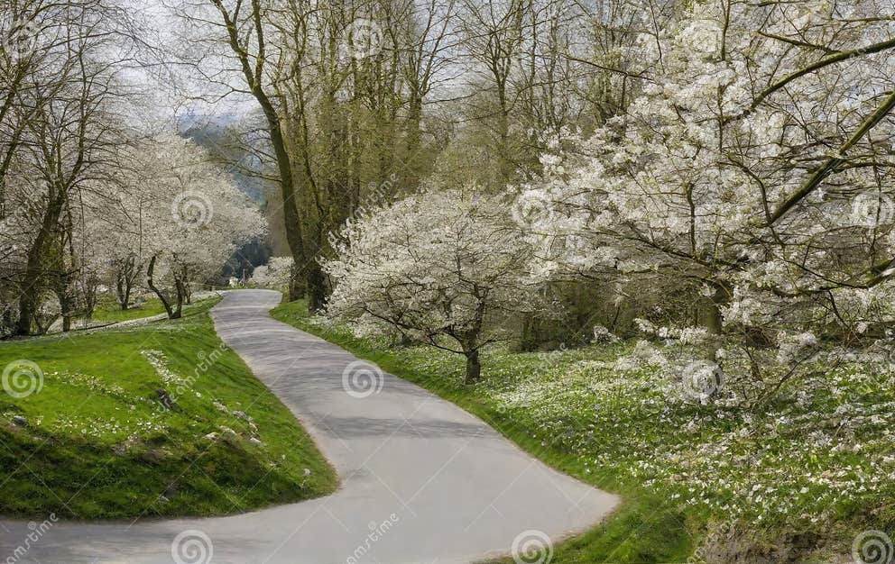 A Walking Path that Goes through Flowering Trees Stock Illustration ...