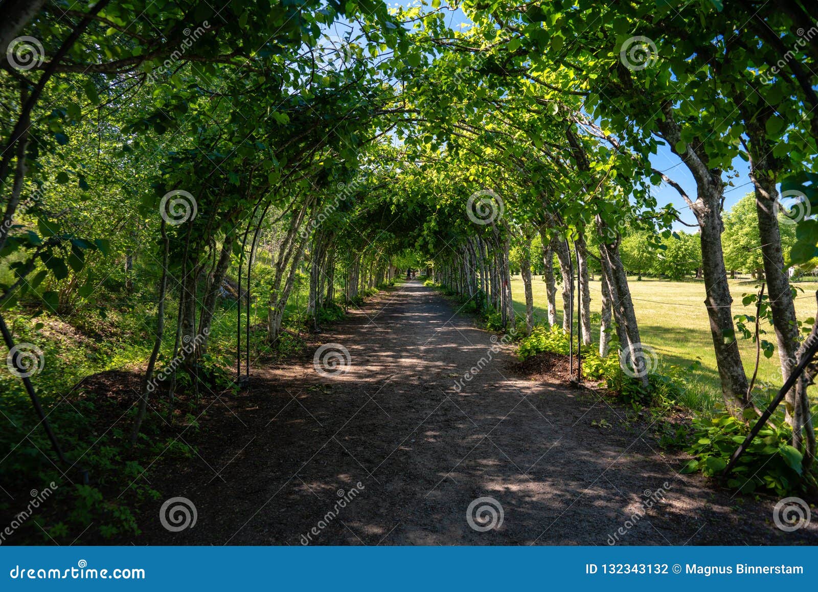 Walking Path through Green Bush Arches Stock Photo - Image of summer ...