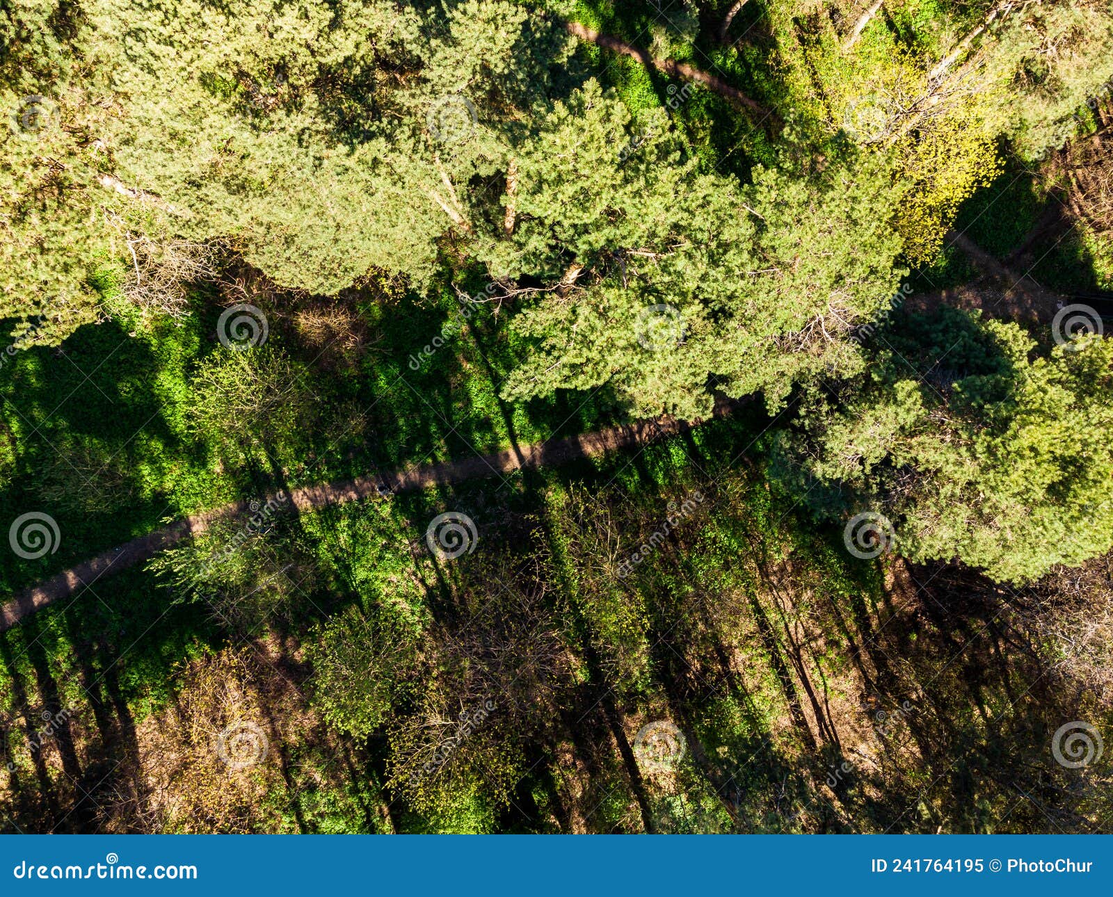 Walking Path in the Green Forest Stock Image - Image of park, natural ...
