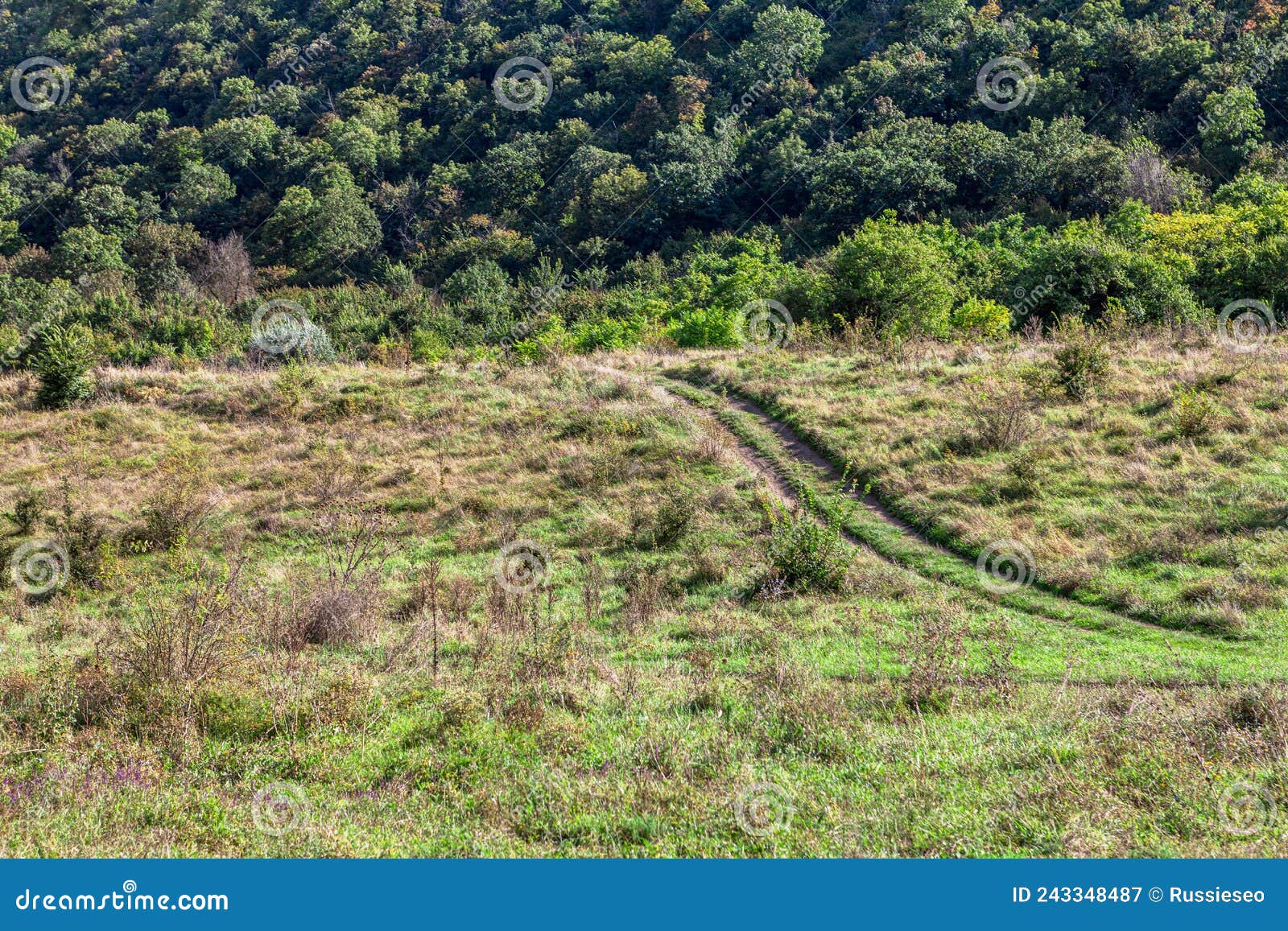 Walking Path at Green Nature Stock Image - Image of landscape, plant ...