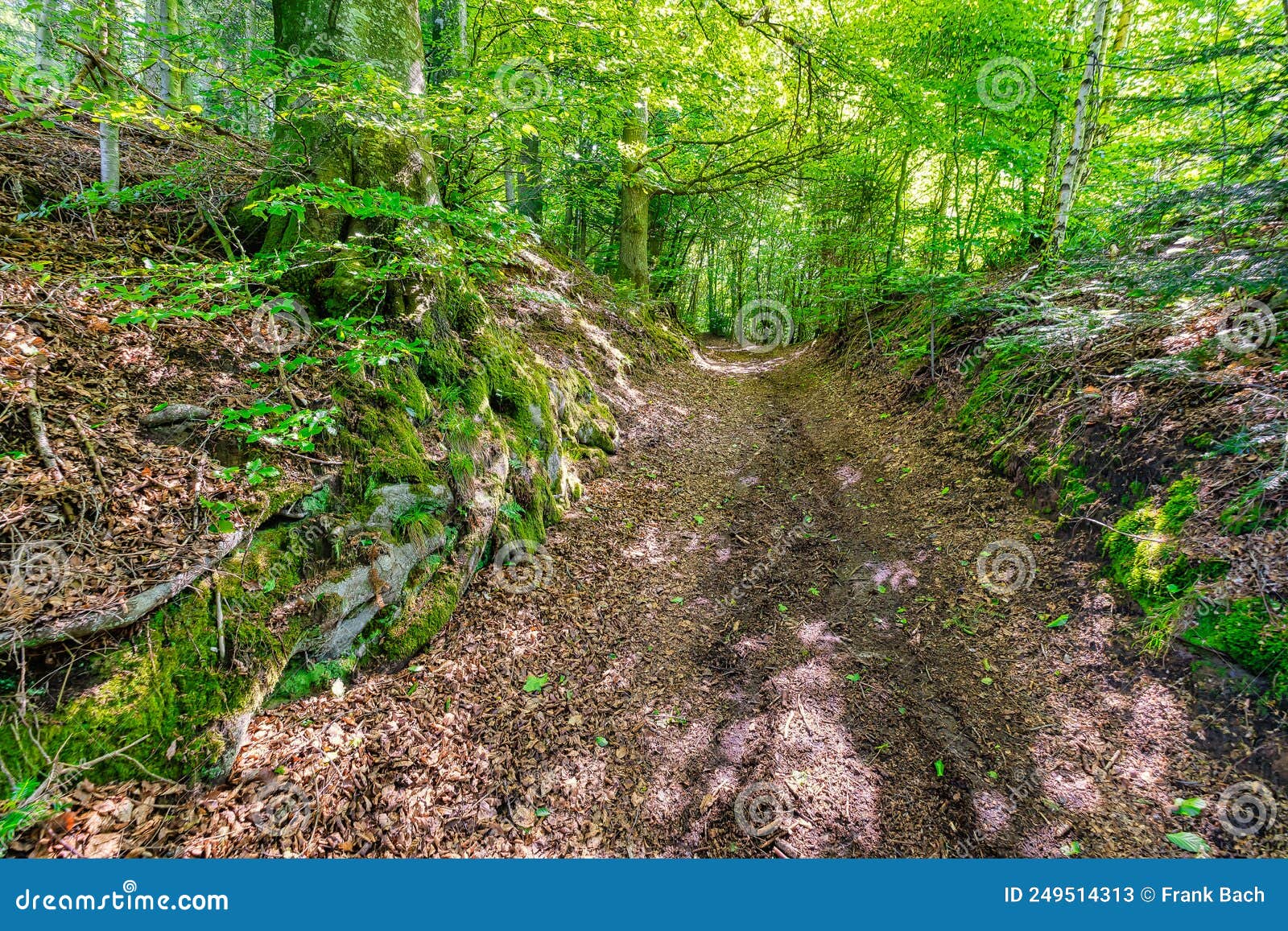 Walking Path Grejs Valley Natural Reserve Near Vejle, Denmark Stock ...