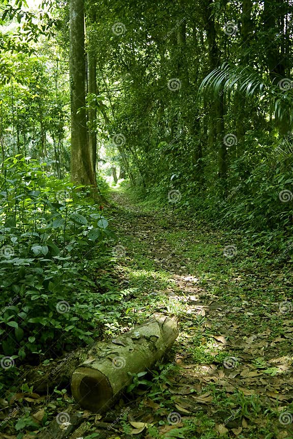 Walking path in the jungle stock photo. Image of ecosystem - 3493520