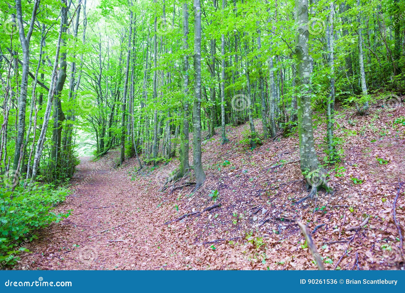 Walking Path through Leaf Covered Ground Under Forest Beech Tree Stock ...