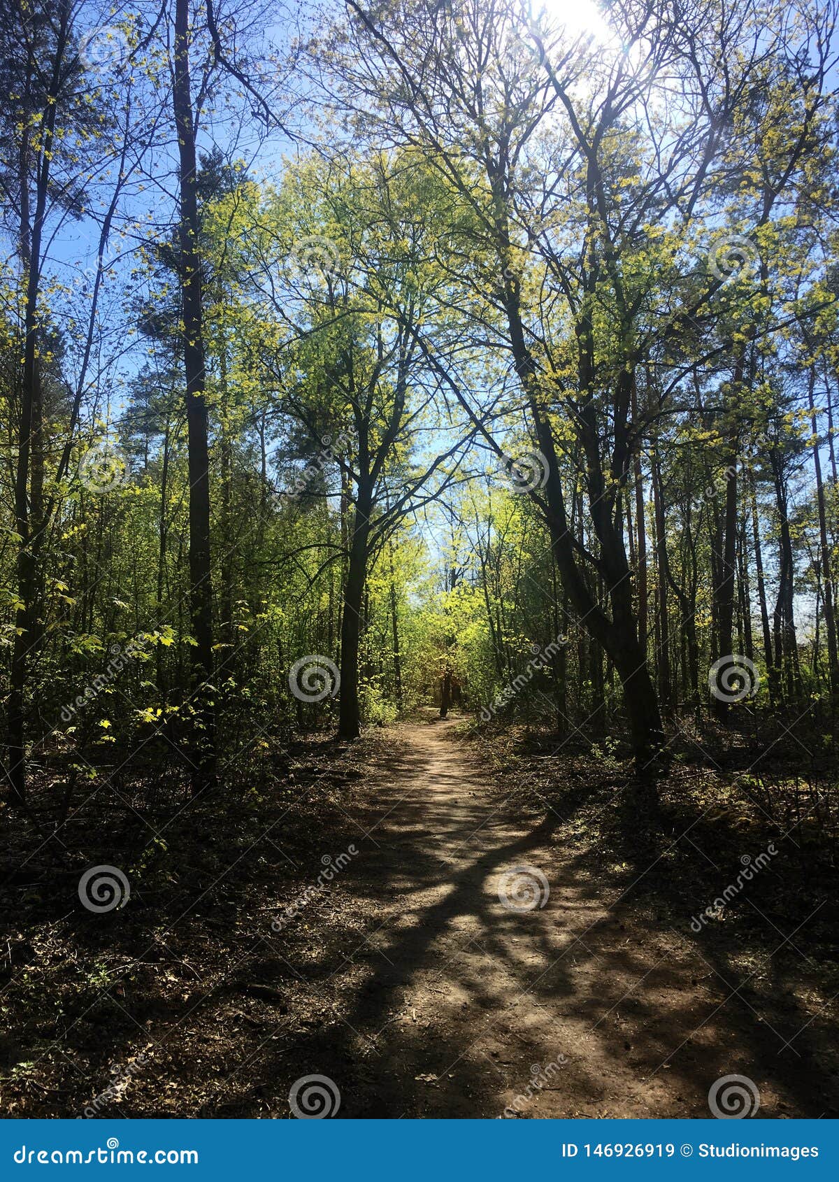 Walking Path in Light Forest with Dappled Sunlight Stock Image - Image ...