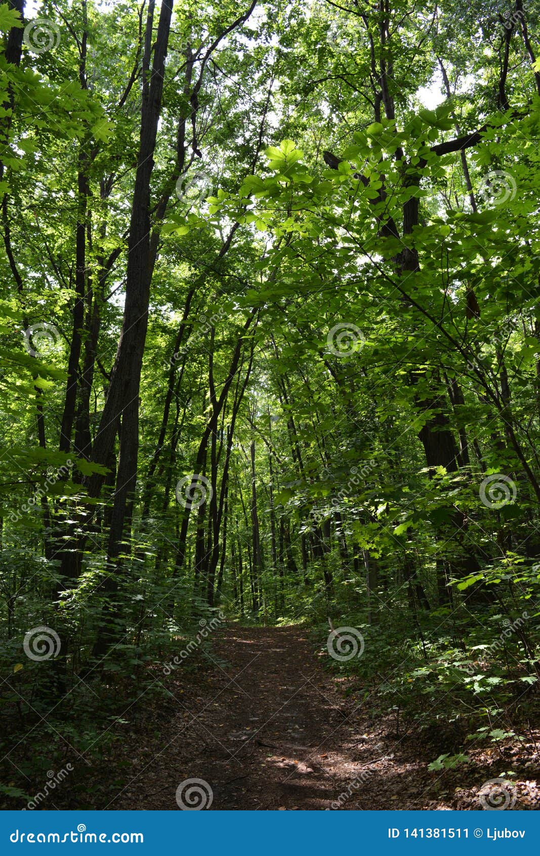 Walking Path through Lush Green Forest Stock Image - Image of beautiful ...