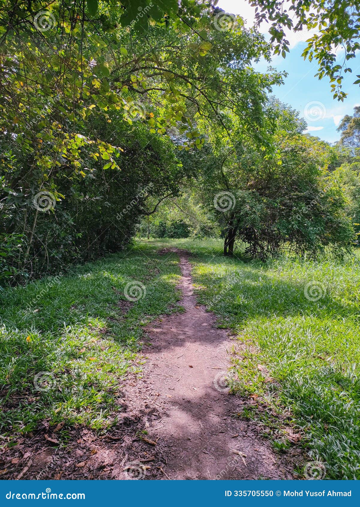 A Walking Path through a Lush Green Forest during a Bright Sunny Day ...