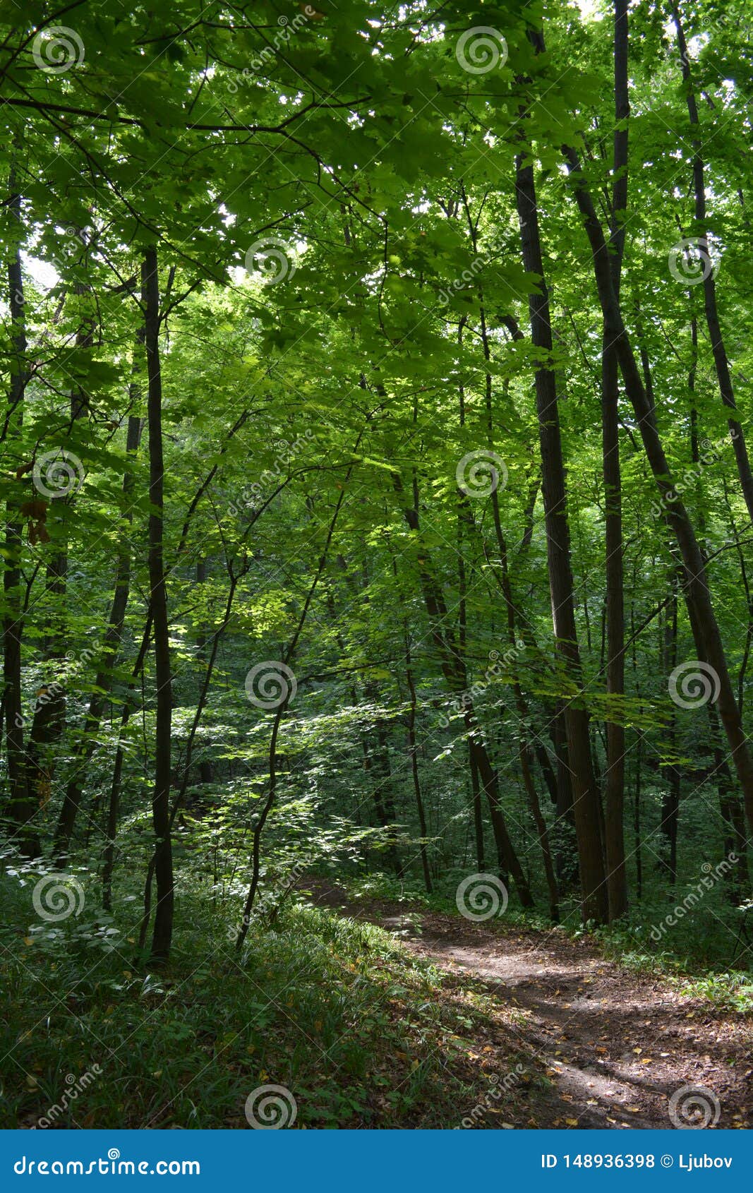 Walking Path in Lush Green Forest Under the Maple Trees Stock Photo ...