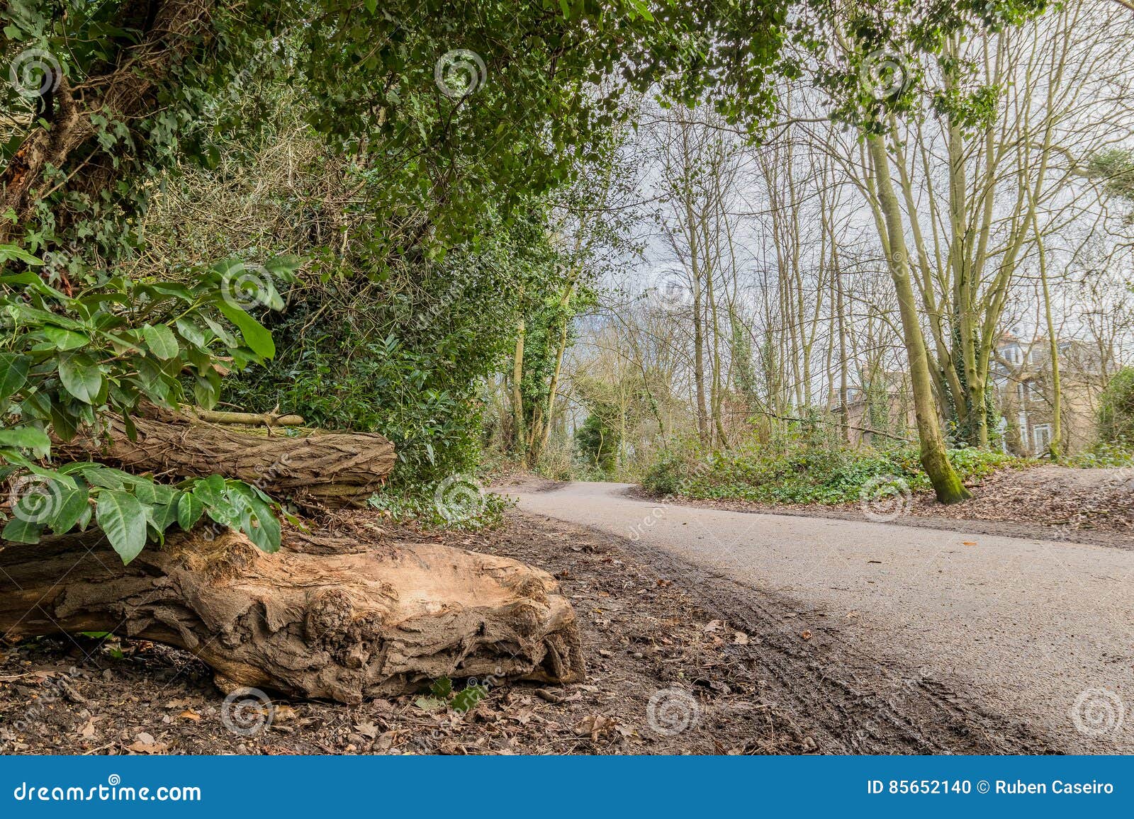 Walking Path Made of Old Tar in a Park Stock Photo - Image of scenic ...