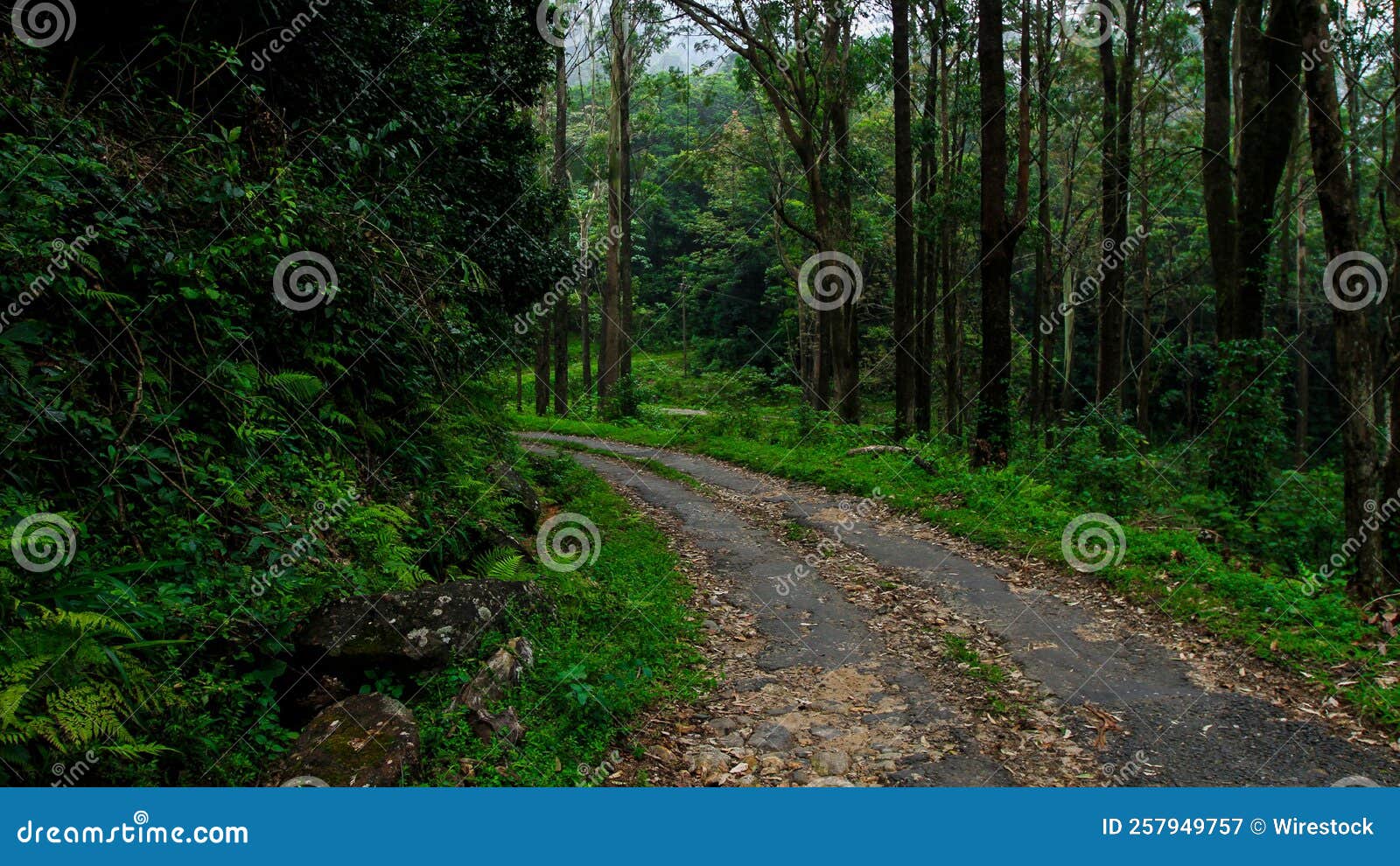 Walking Path in the Middle of a Green Forest Stock Image - Image of ...