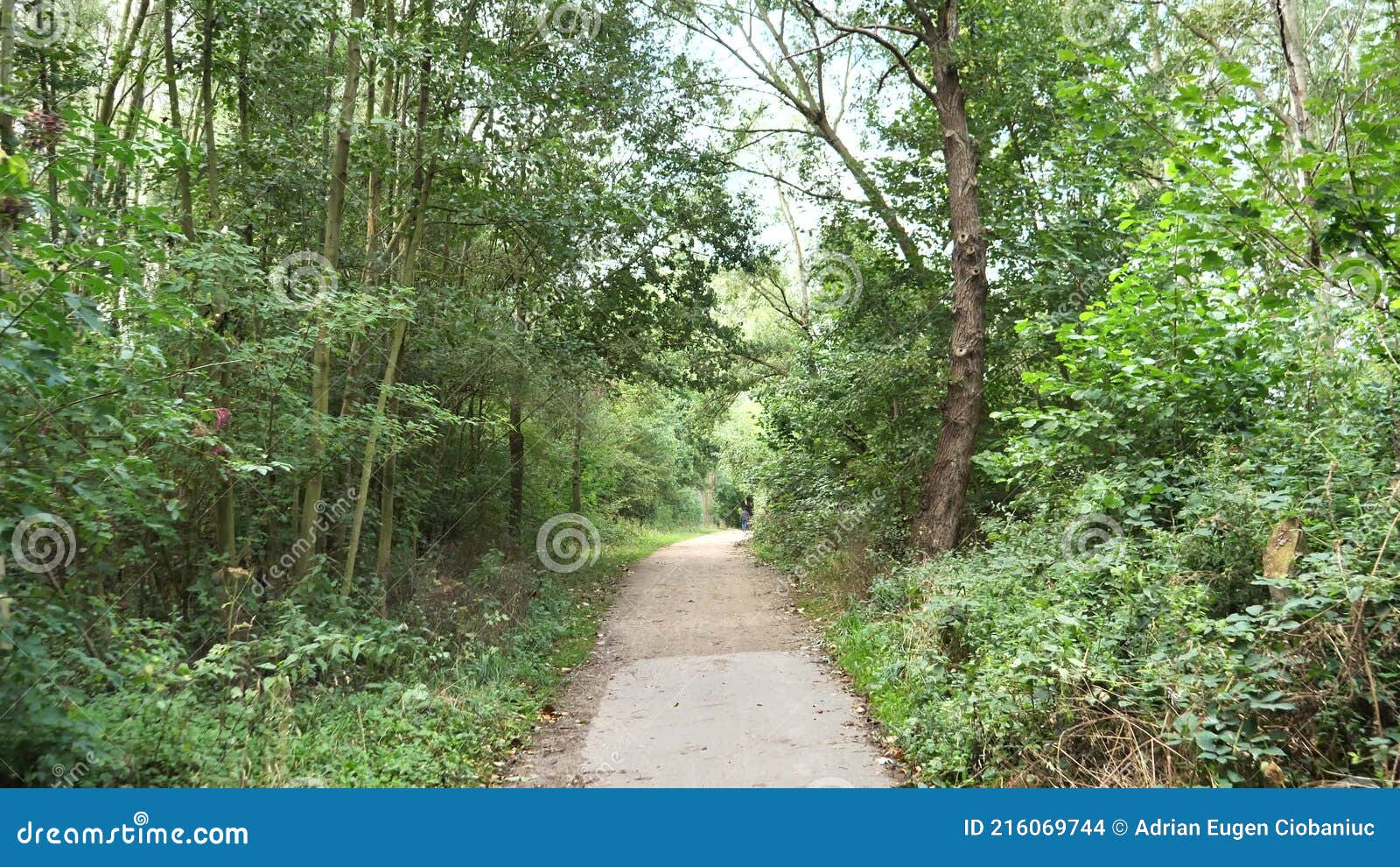Walking on a Path in a Natural Park Forest Stock Footage - Video of ...