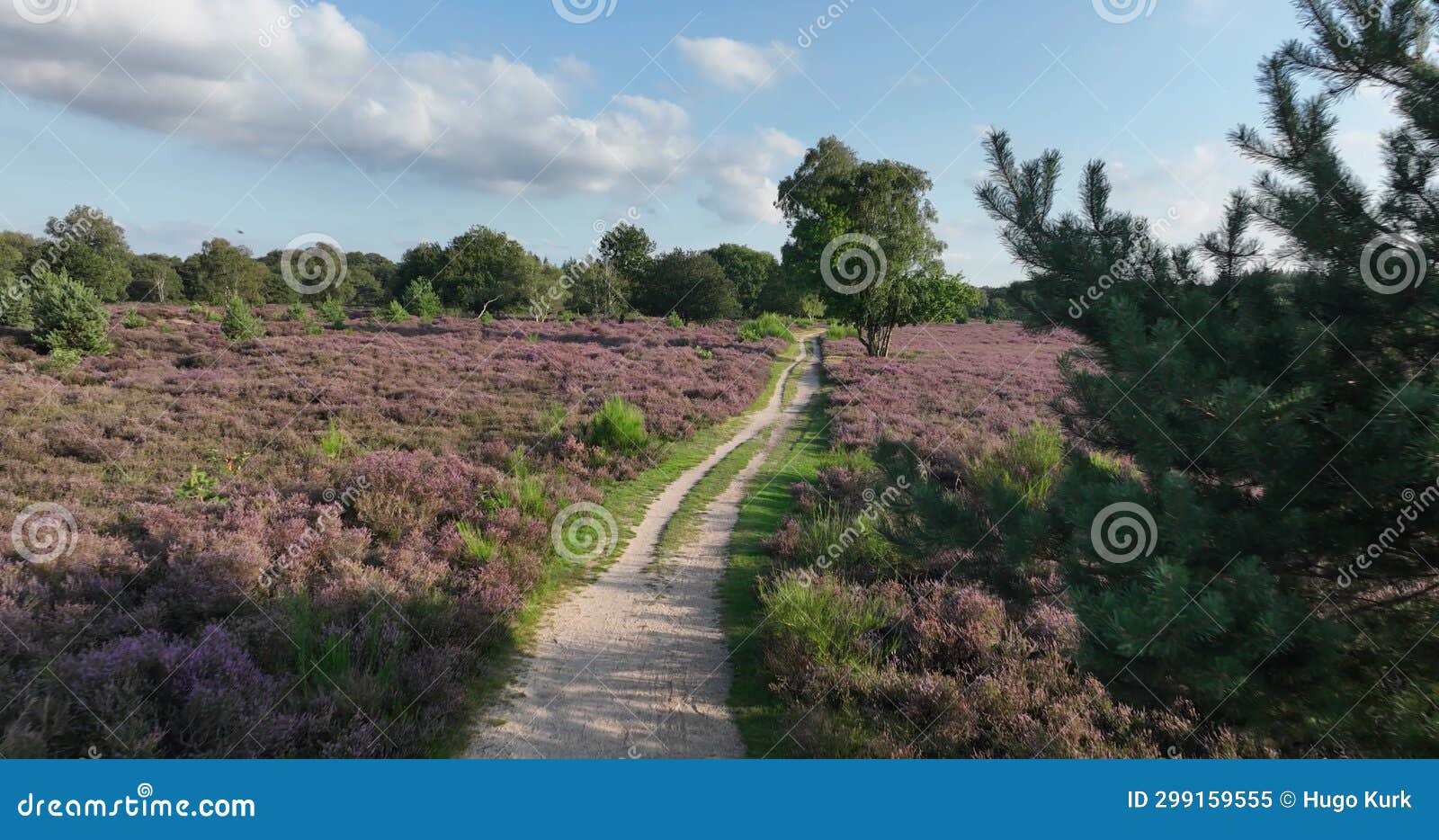 Walking Path through Nature, Pathway. Heather Ground Stock Video ...