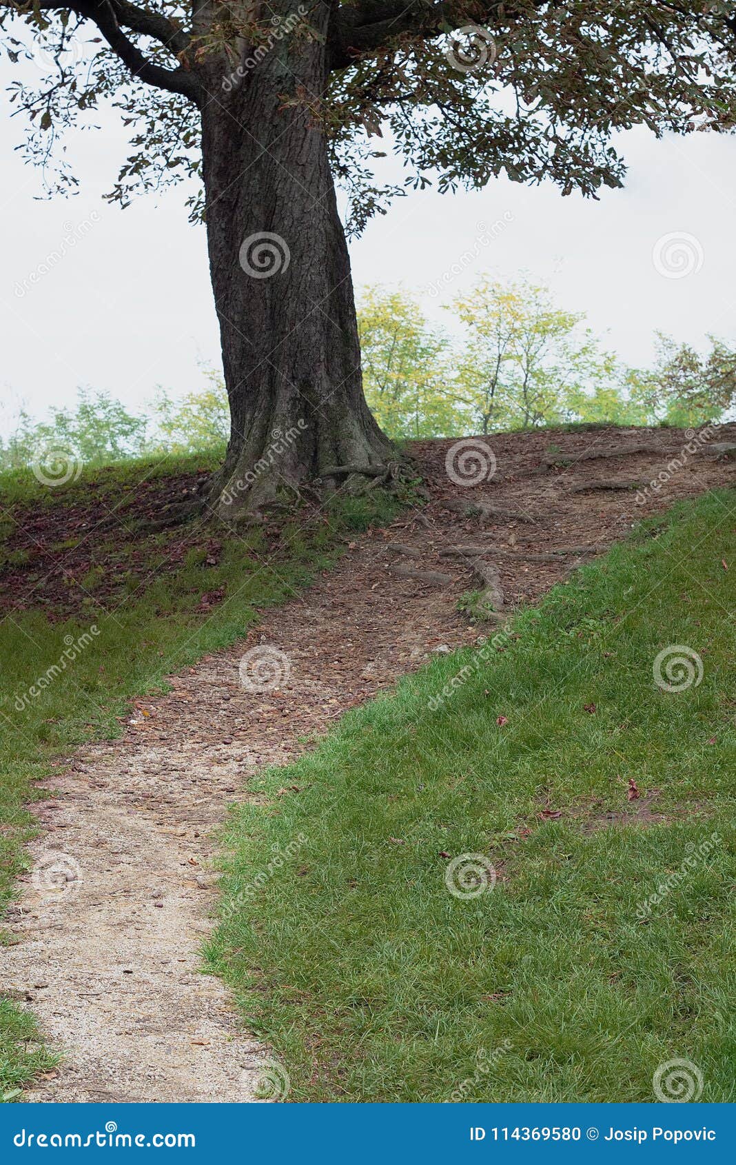 Walking path in nature stock photo. Image of beautiful - 114369580