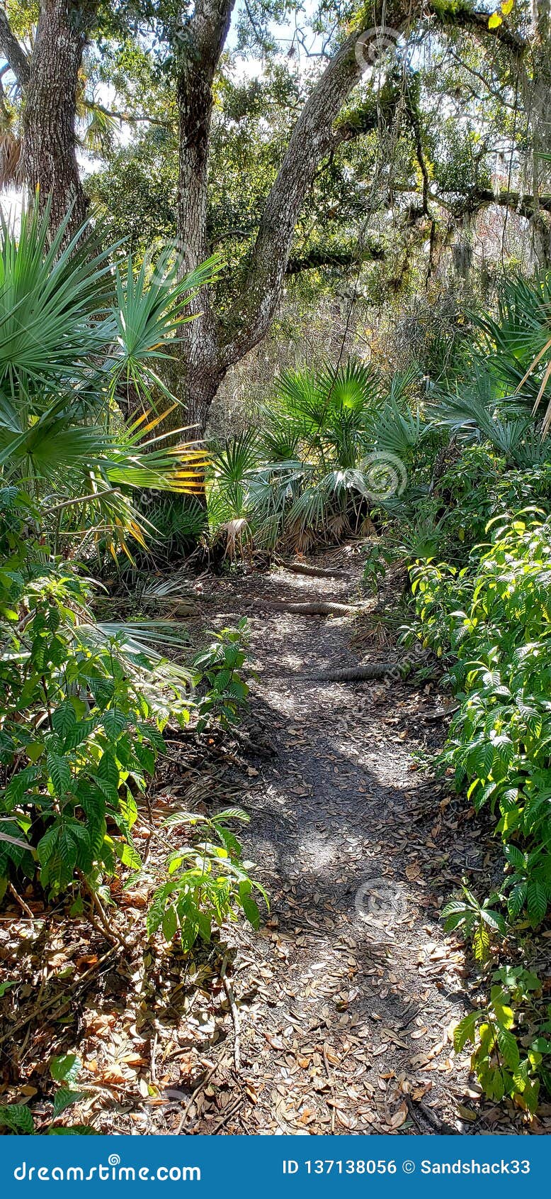 Primitive Trail stock photo. Image of path, preserve - 137138056