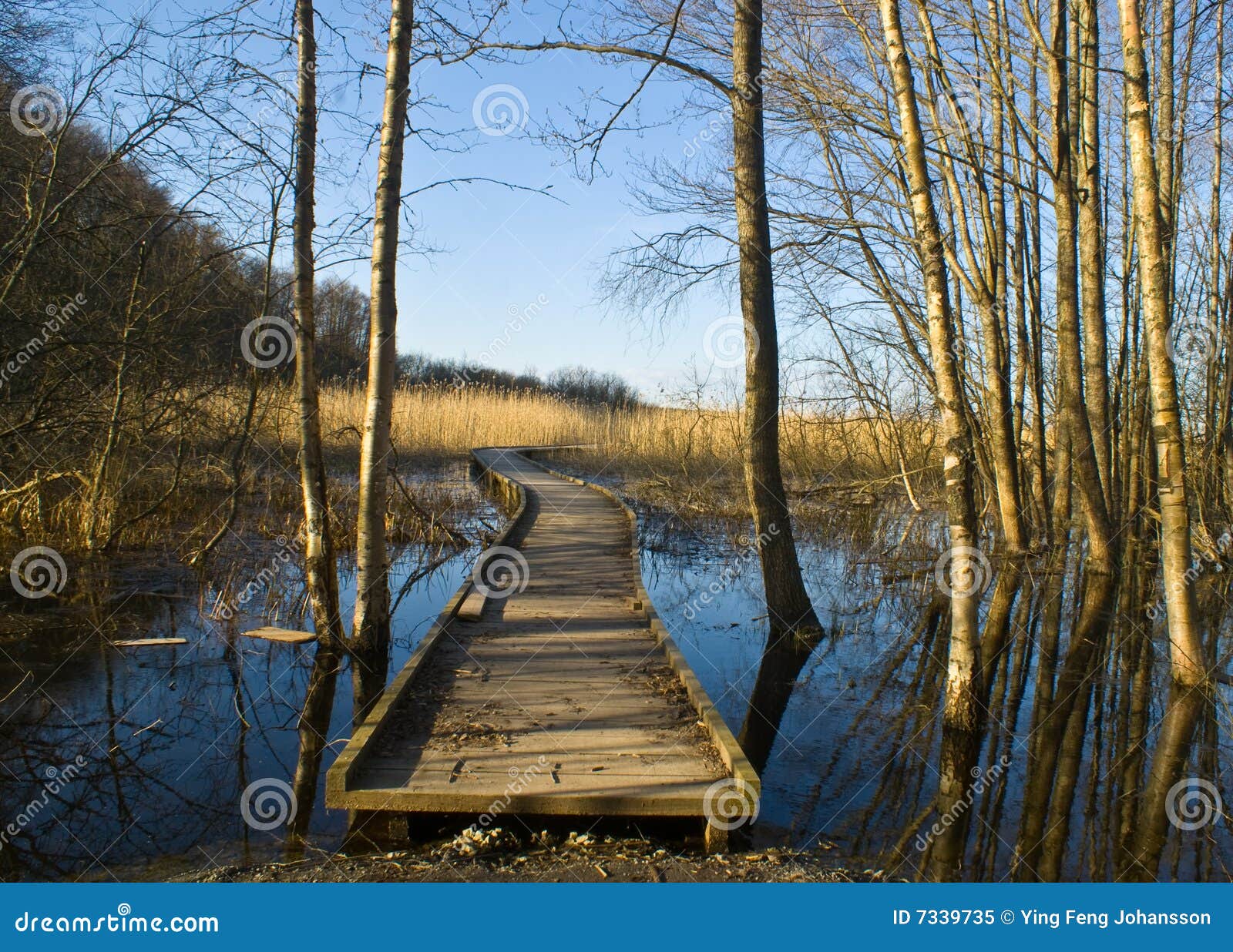 Walking path over water stock image. Image of nature, grass - 7339735