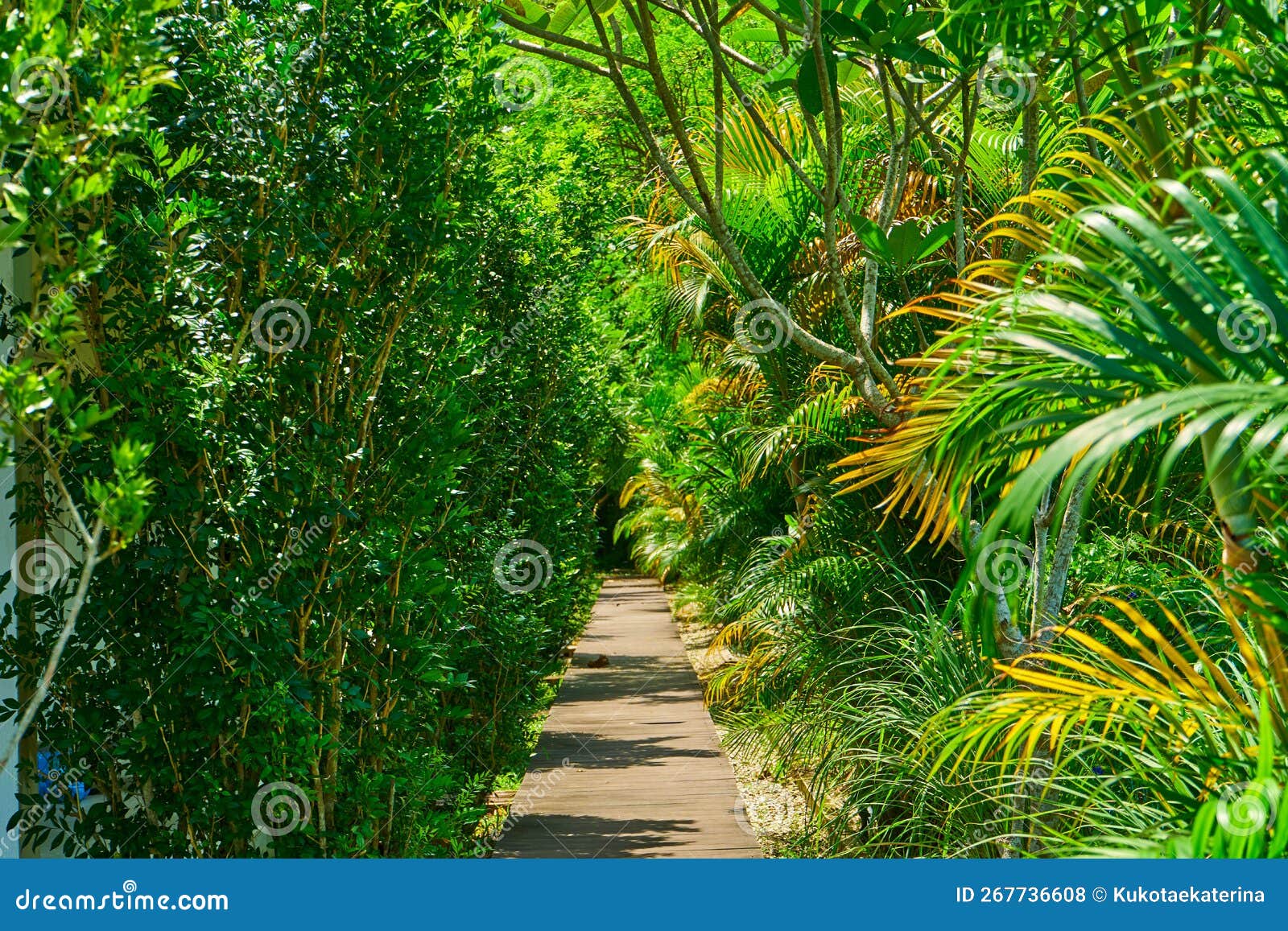 Walking Path in the Park through Dense Green Plants Undergrowth Stock ...