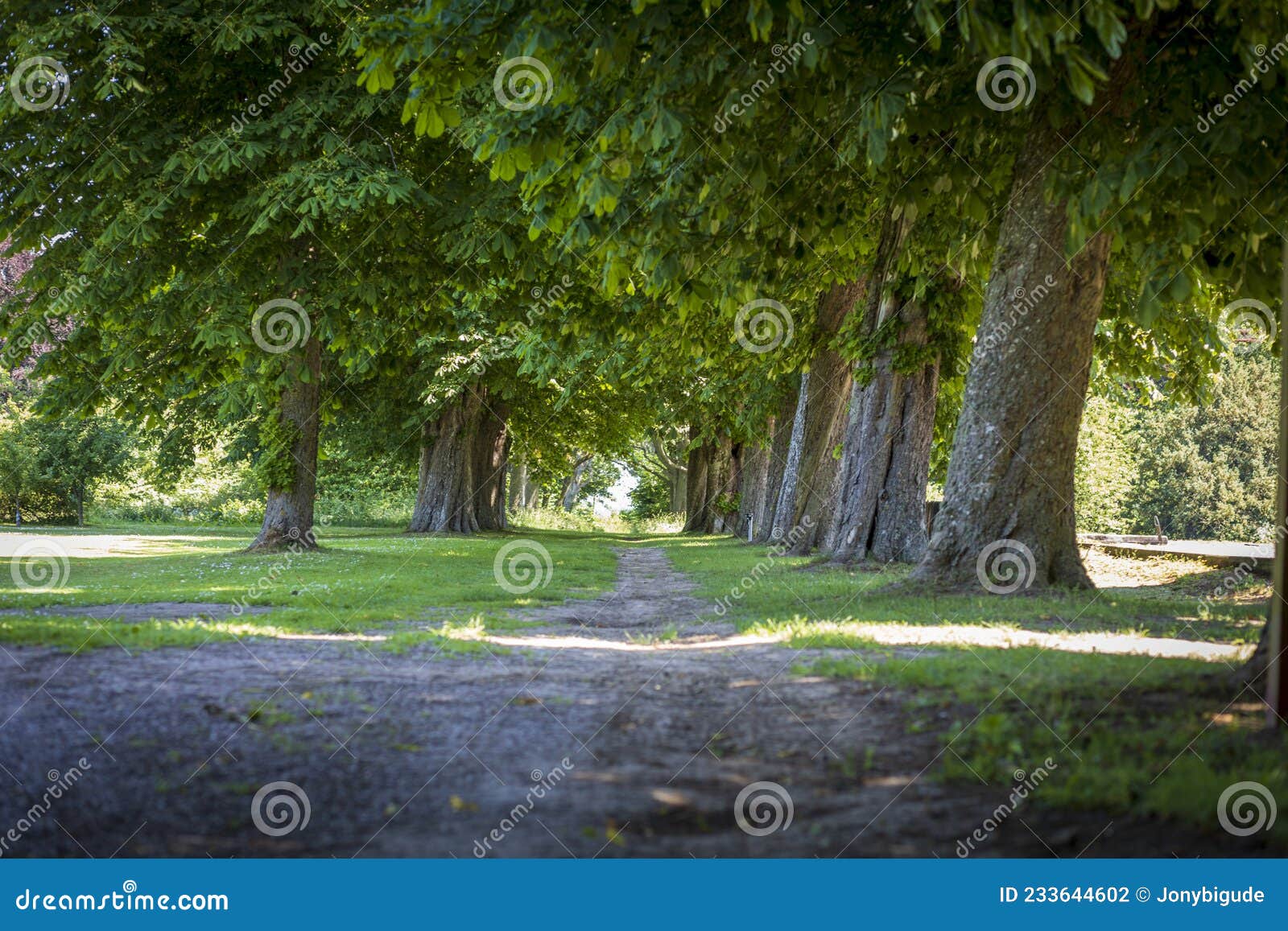 A Walking Path in a Park with Trees Stock Photo - Image of alley ...