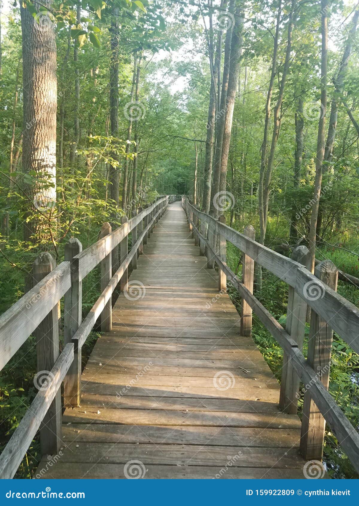 Walkway in forest stock image. Image of green, walk - 159922809