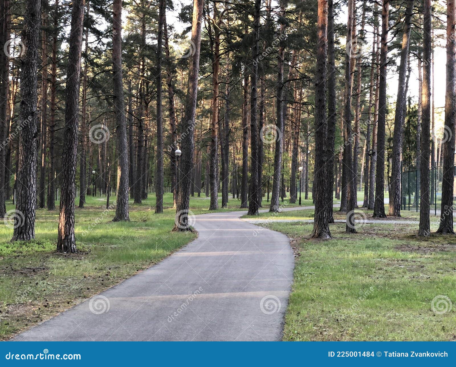 Walking Path among the Pine Trees Stock Photo - Image of deciduous ...