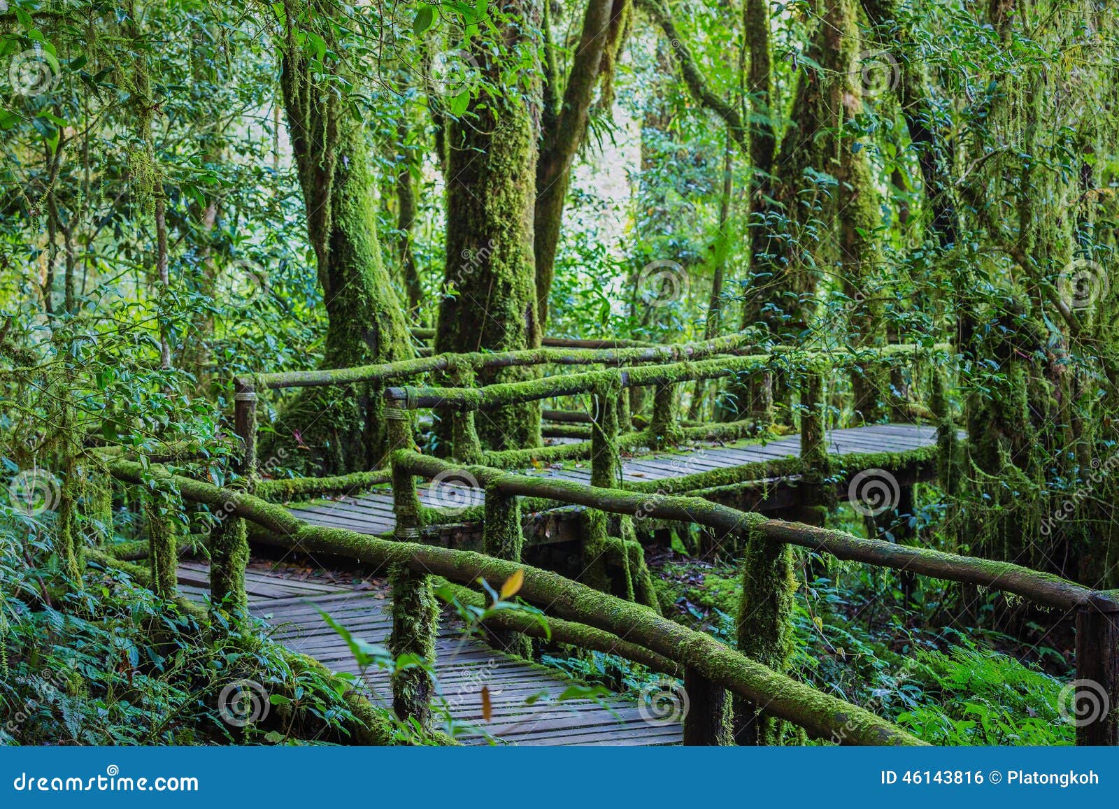 Walking Path in Rain Forest at Doi Intanon Stock Photo - Image of north ...